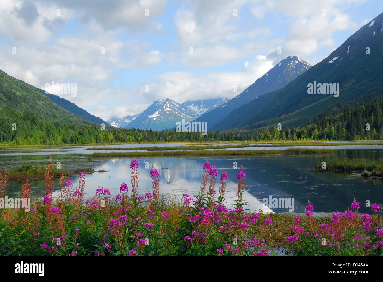 Wild flowers of alaska hi-res stock photography and images - Alamy