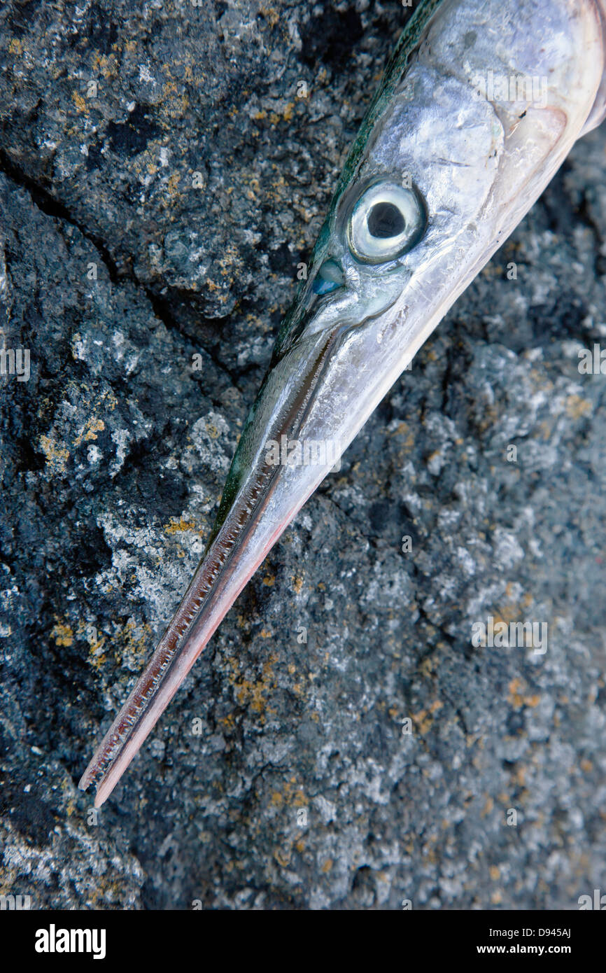 Garfish hi-res stock photography and images - Alamy