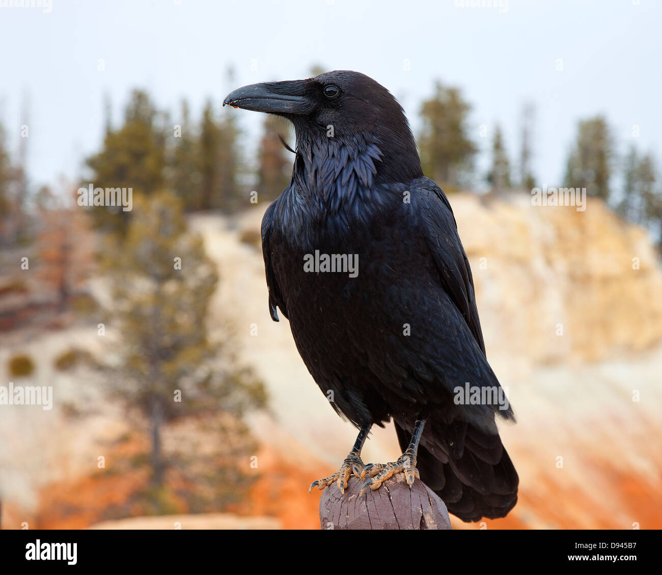 Raven on pole hi-res stock photography and images - Alamy