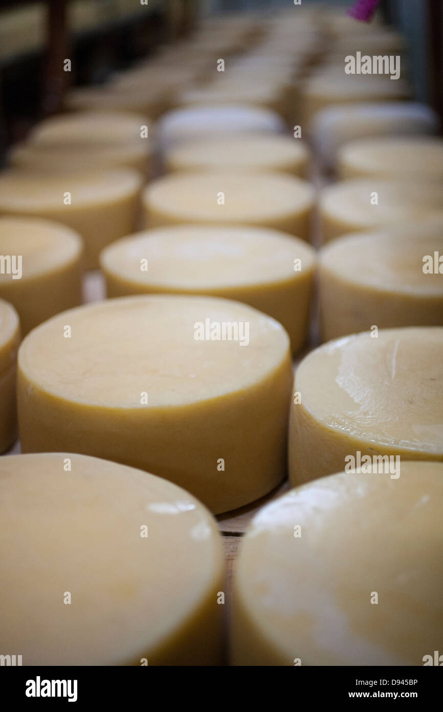 Rounds cheddar cheese hi-res stock photography and images - Alamy