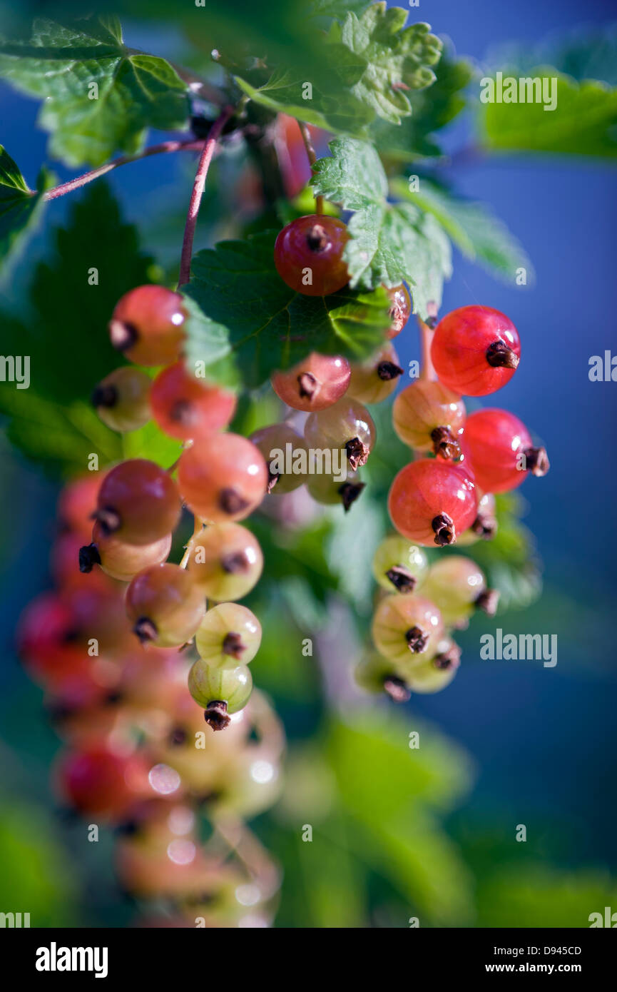 Close-up of currants Stock Photo - Alamy