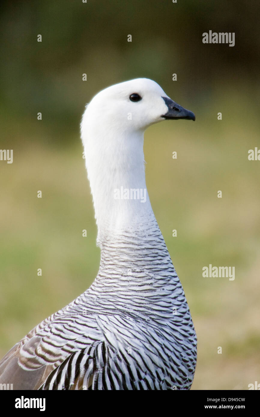 Striped goose hi-res stock photography and images - Alamy