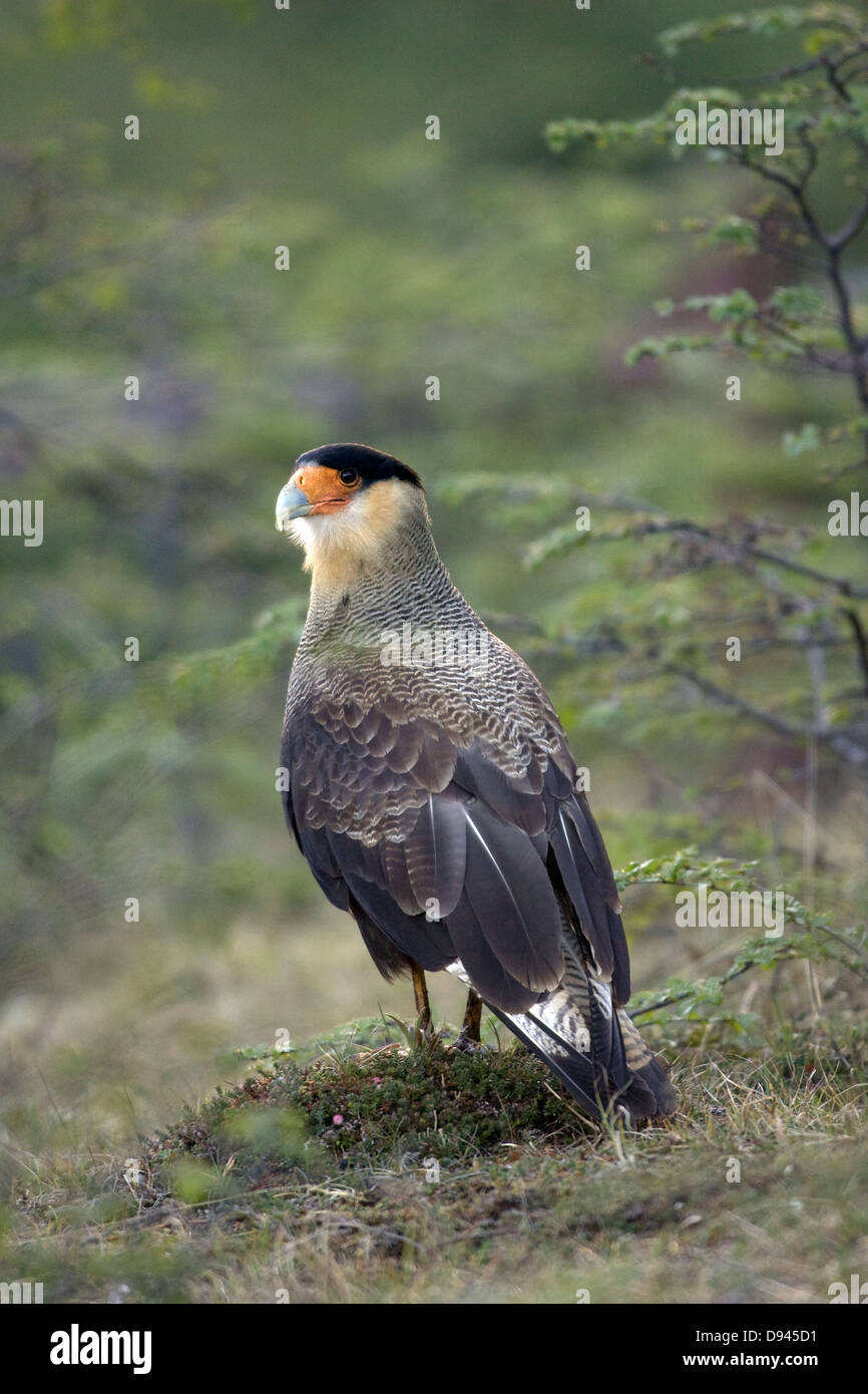 Argentine animals hi-res stock photography and images - Alamy