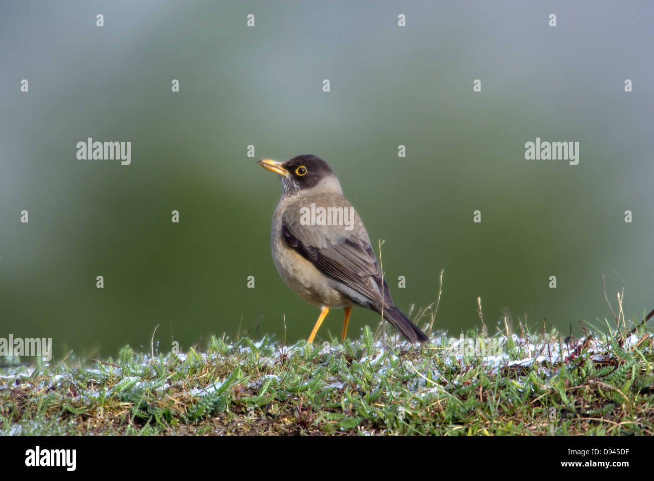 National argentine bird hi-res stock photography and images - Alamy