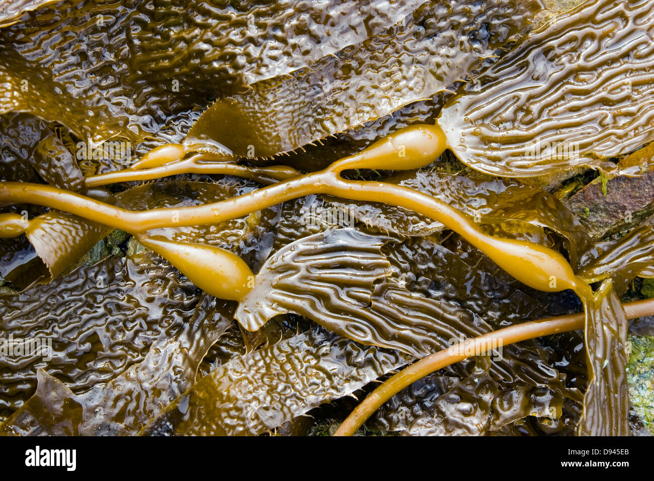 Seaweed, close-up Stock Photo: 57255139 - Alamy