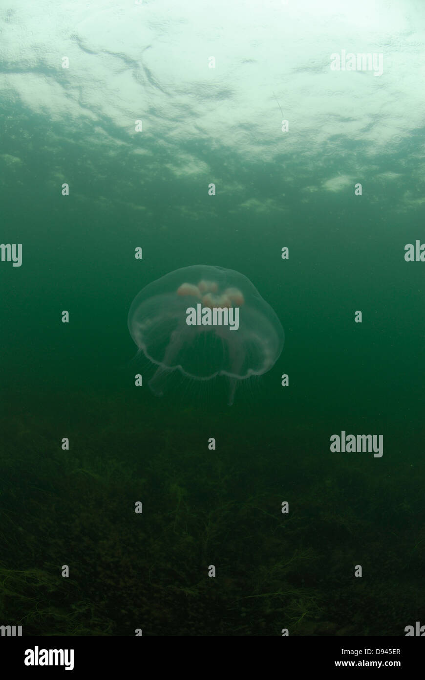 Baltic jellyfish hi-res stock photography and images - Alamy