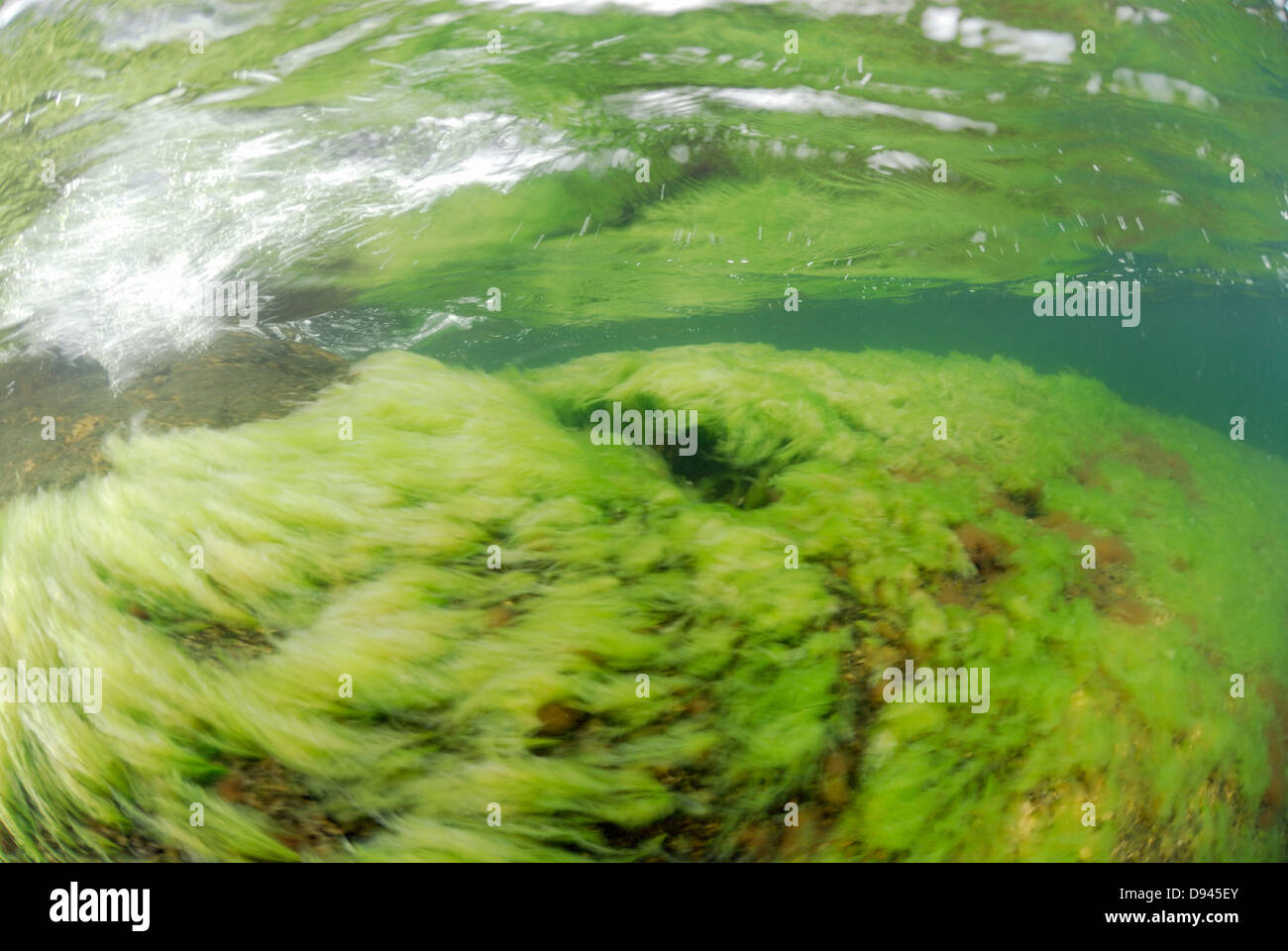 Algae in the Baltic sea, sweden Stock Photo - Alamy