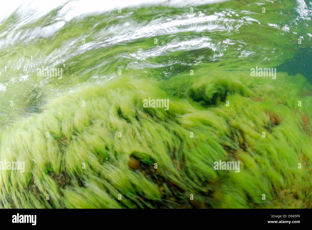 Algae in the Baltic sea, Sweden Stock Photo - Alamy