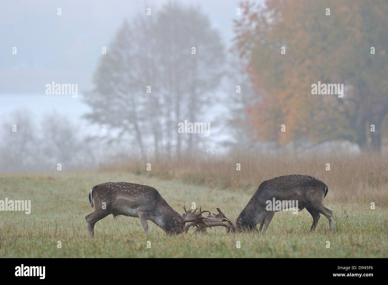 Two deer conflict hi-res stock photography and images - Alamy
