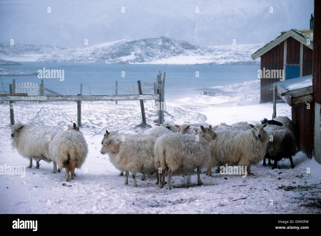 Norway sheep hi-res stock photography and images - Alamy