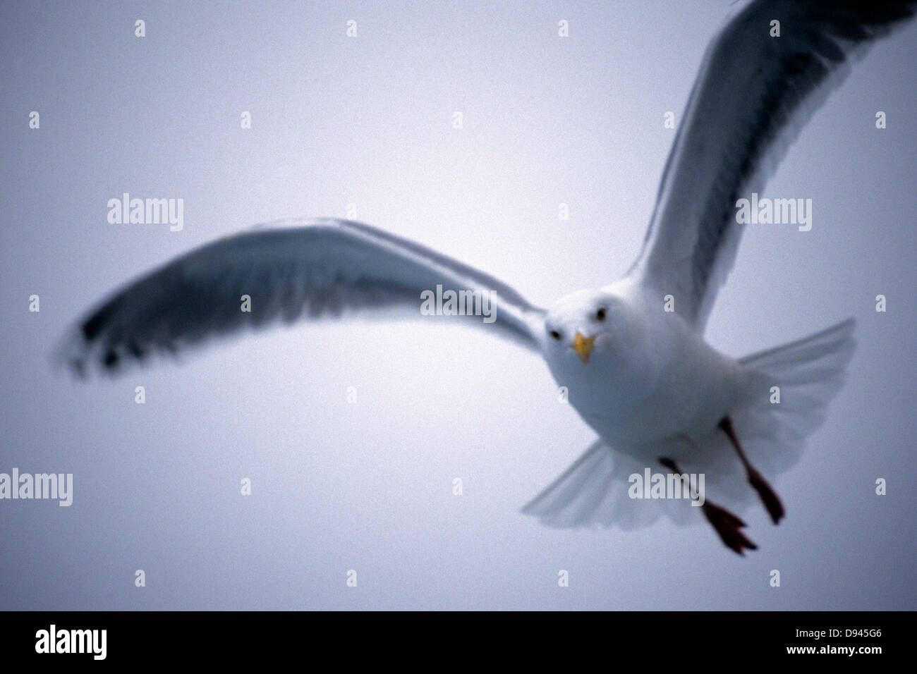 A flying gull Stock Photo - Alamy