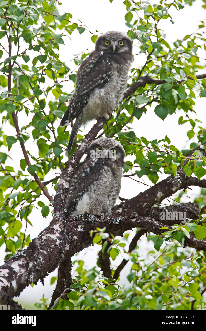 Hawk owls on tree Stock Photo - Alamy