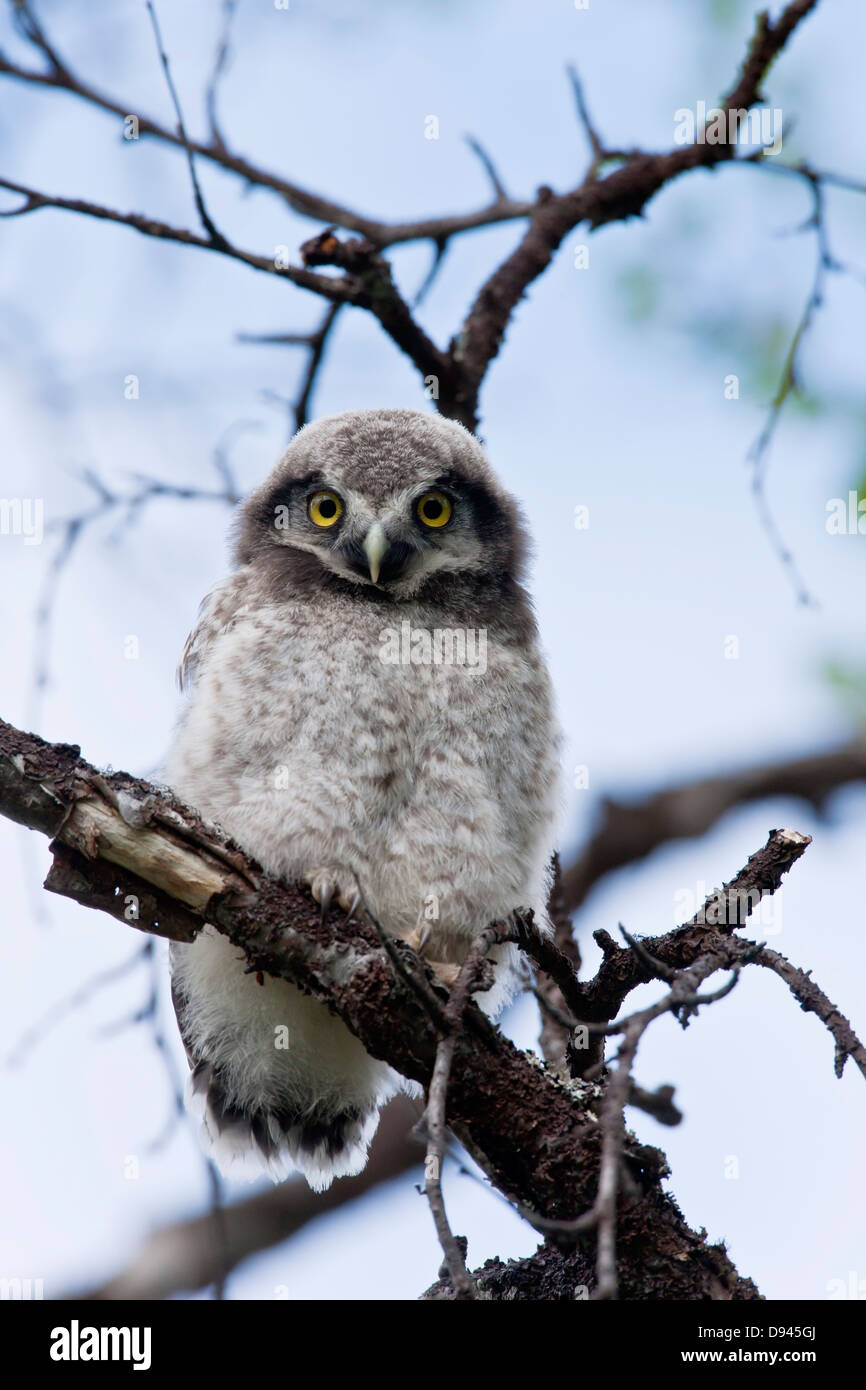 Owl on tree hi-res stock photography and images - Alamy