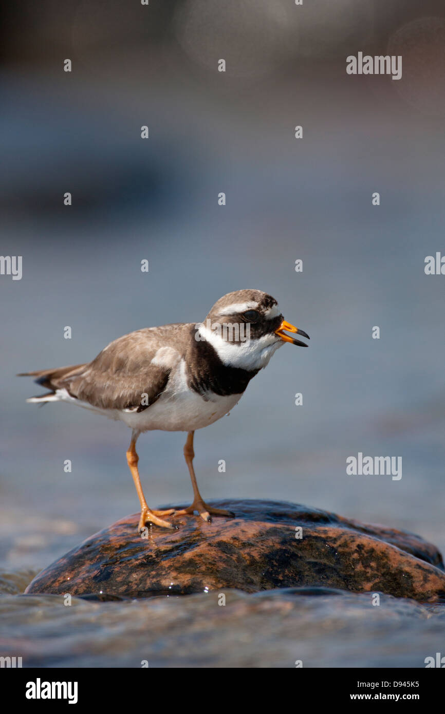 Stone plover hi-res stock photography and images - Alamy