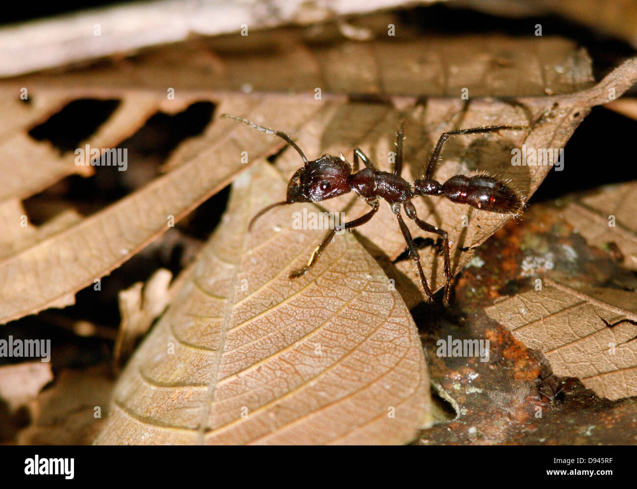 Jungle ant hi-res stock photography and images - Alamy