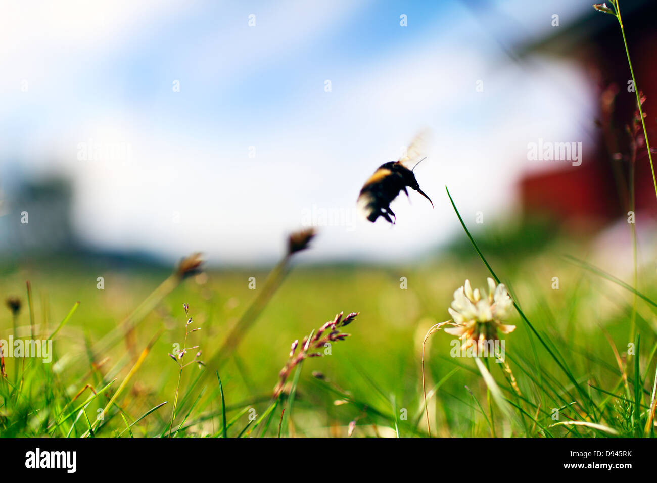 Bumblebee flying over grass Stock Photo - Alamy