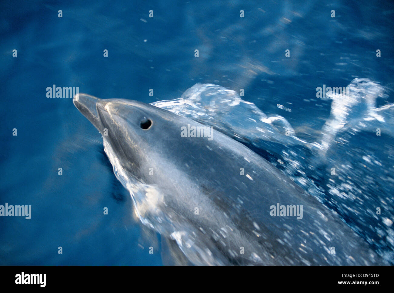 Above view of dolphin hi-res stock photography and images - Alamy