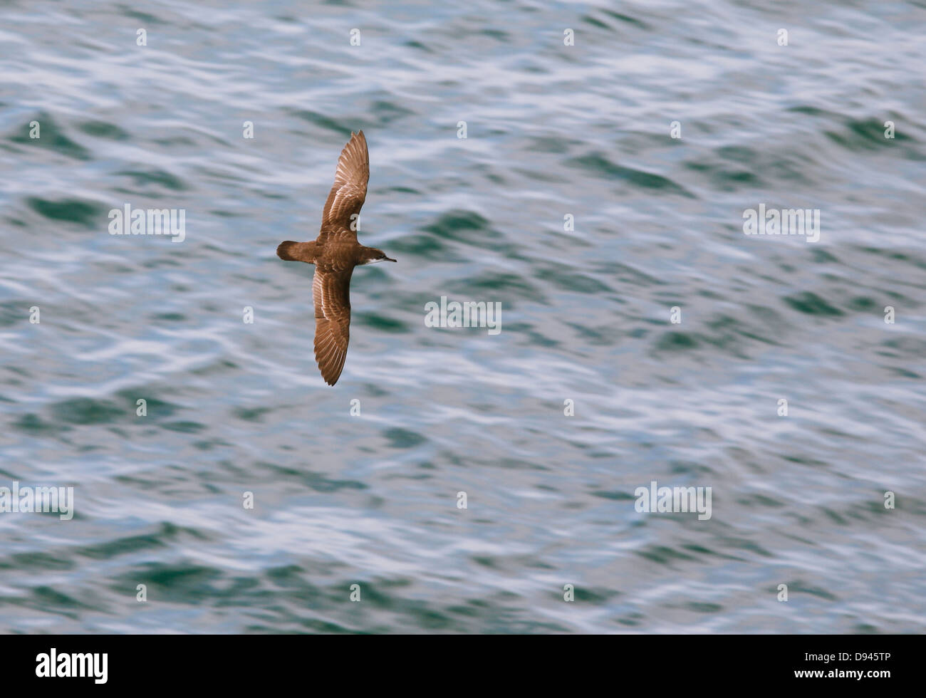 Flying bird hi-res stock photography and images - Alamy