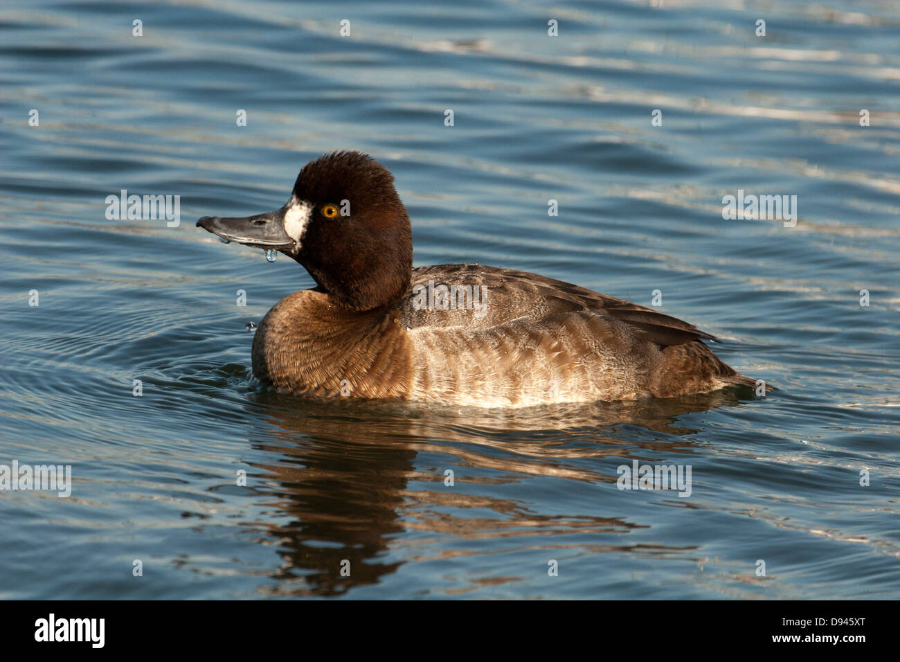 Lesser scaup female (Aythya affinis) swimming in Pacific Ocean at ...