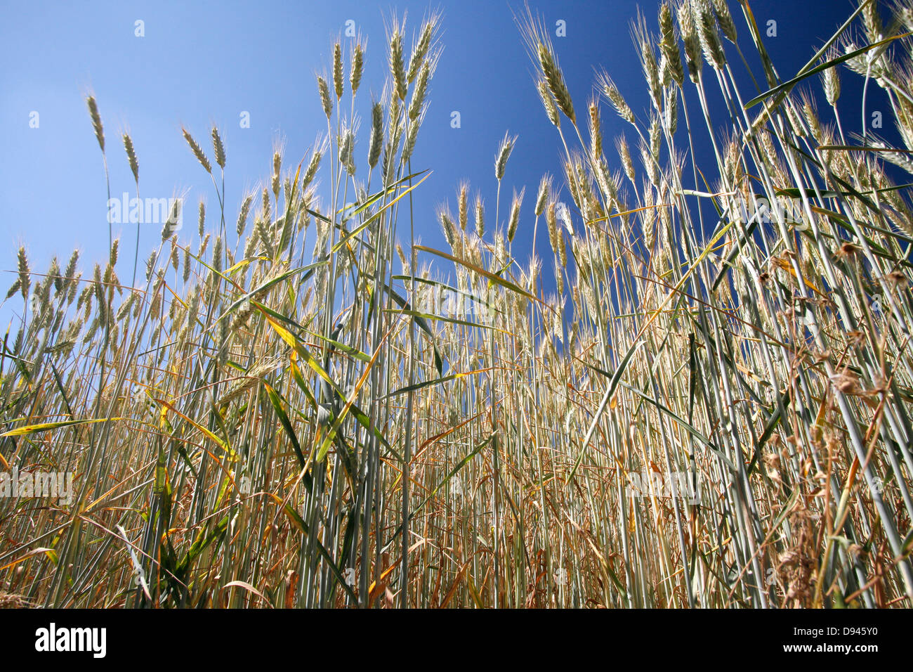 Sweden wheat hi-res stock photography and images - Alamy