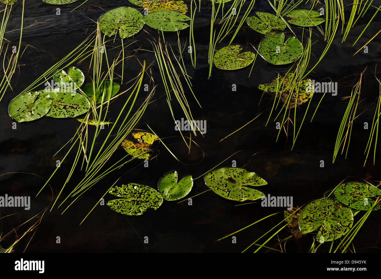 Water lilies leaves hi-res stock photography and images - Alamy