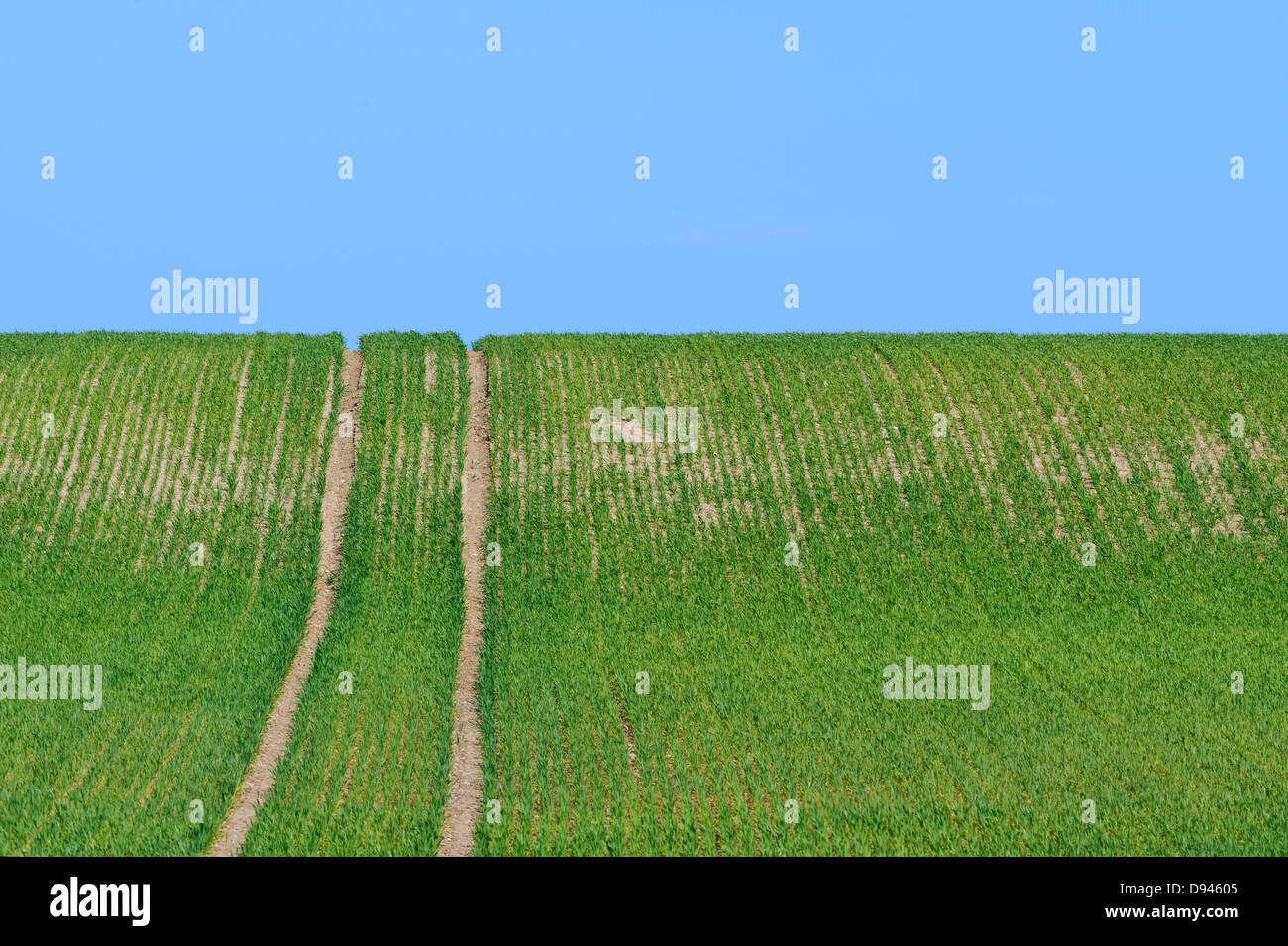 Corn field and blue sky Stock Photo - Alamy