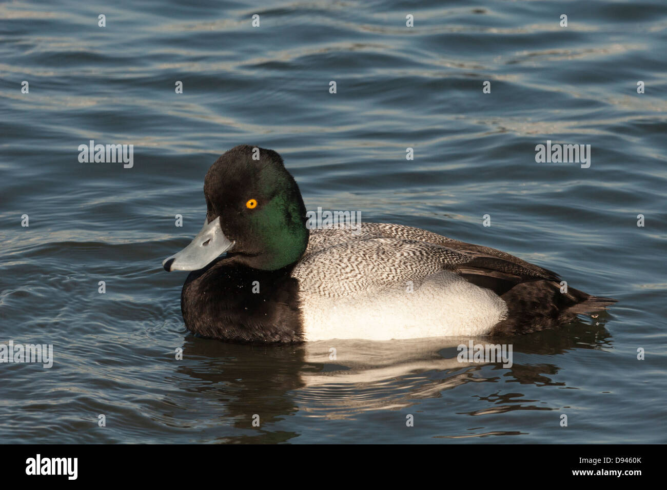 Affinis broadbill ducks lesser scaup hi-res stock photography and ...