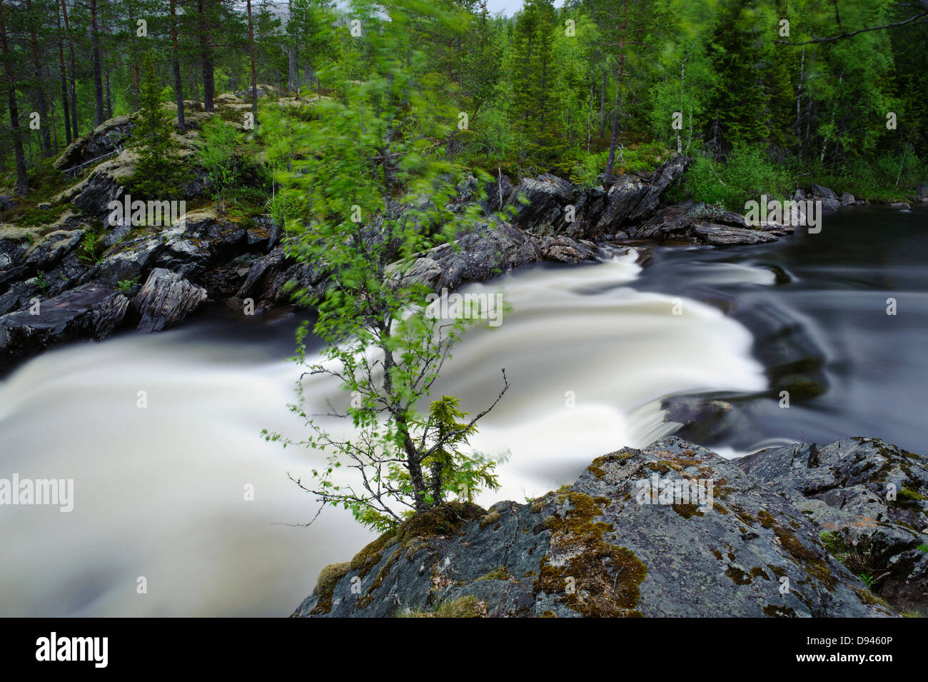Streams with small waterfalls in forest Stock Photo - Alamy