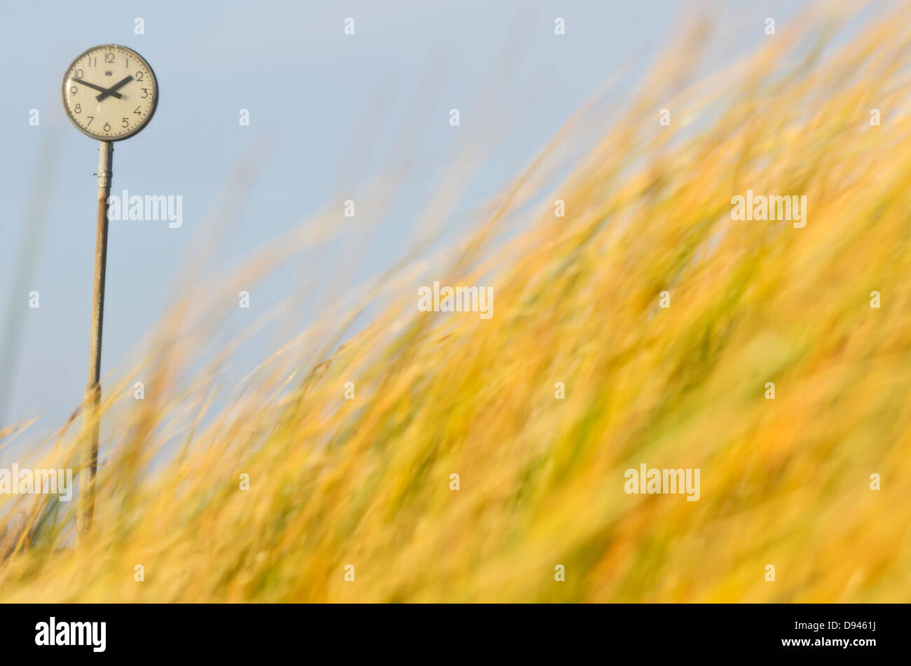 Grass clock hi-res stock photography and images - Alamy