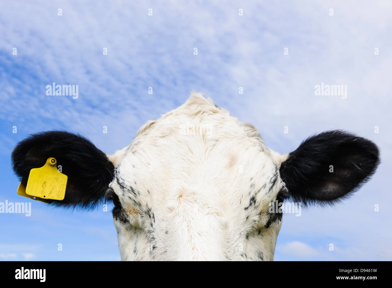 Close-up of cow head Stock Photo - Alamy