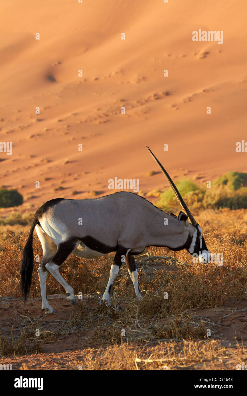 Gemsbok antelope namibia hi-res stock photography and images - Alamy