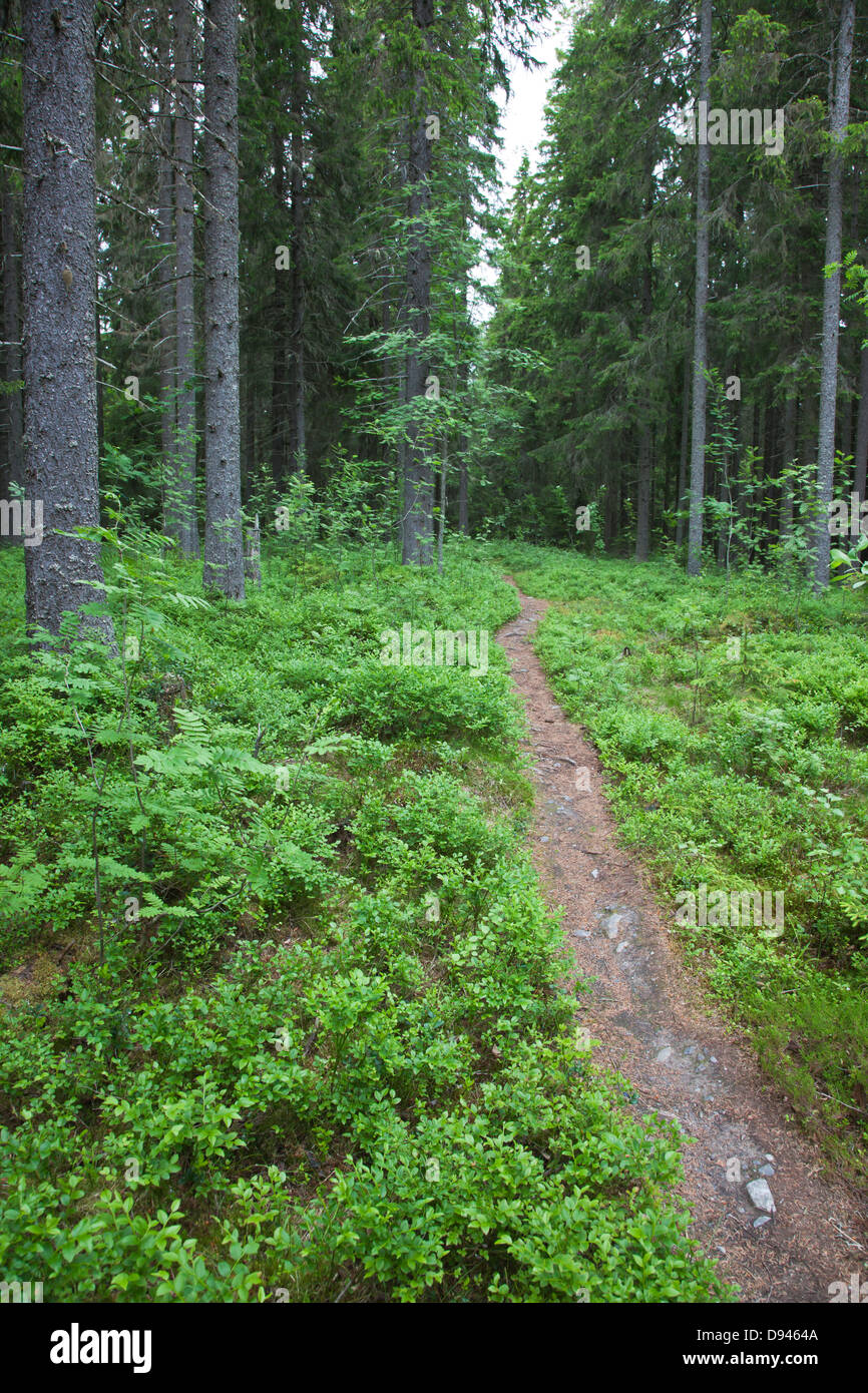 Going to forest hi-res stock photography and images - Alamy