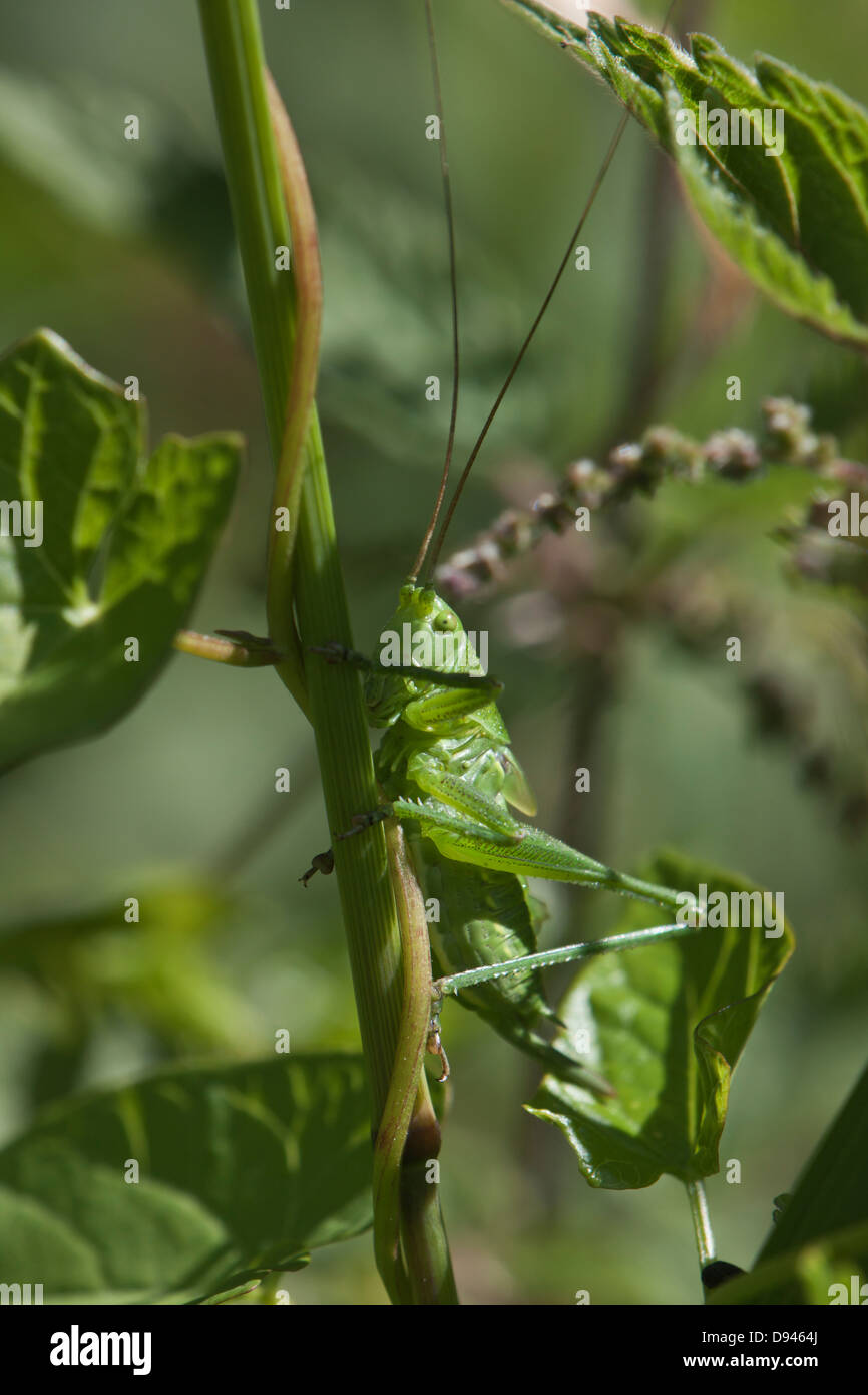 Great green bush-cricket on stem Stock Photo - Alamy