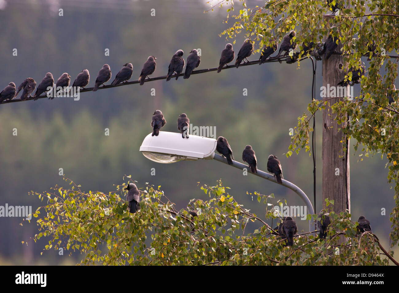 Jackdaw perching on branch hi-res stock photography and images - Alamy