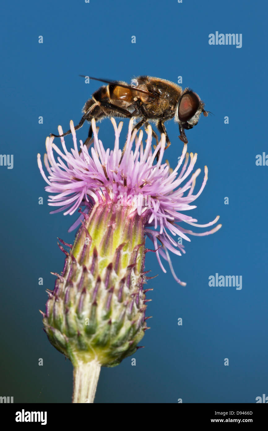 Fly on thistle Stock Photo - Alamy