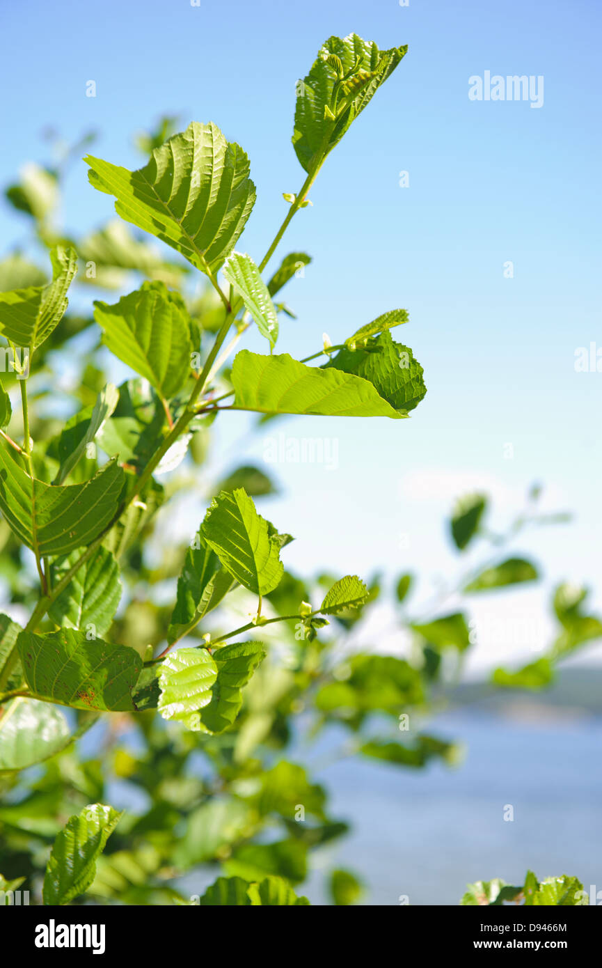 Alder twig hi-res stock photography and images - Alamy