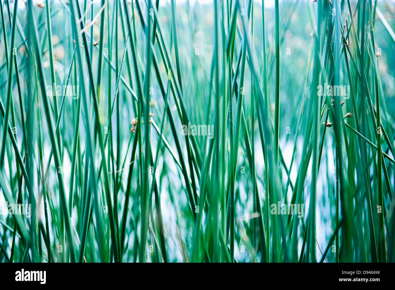 Close up common reed hi-res stock photography and images - Alamy