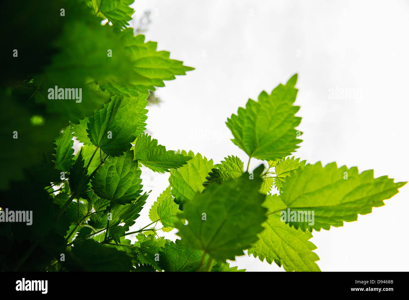 Common nettles hi-res stock photography and images - Alamy