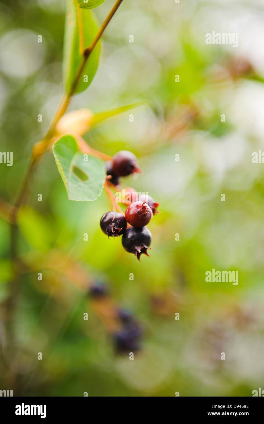 Close-up of wild berry Stock Photo - Alamy