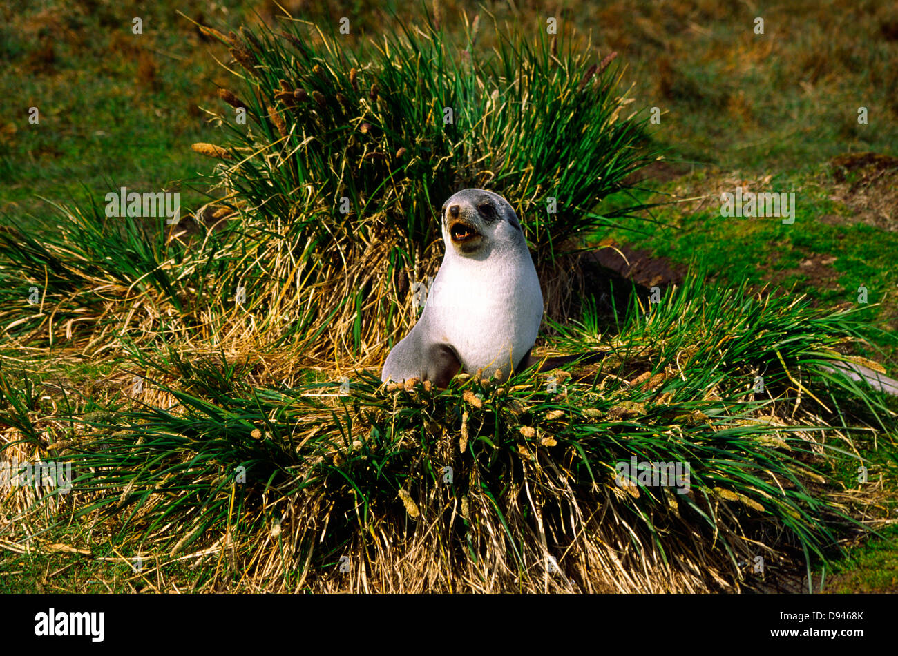A seal, South Georgia Stock Photo - Alamy