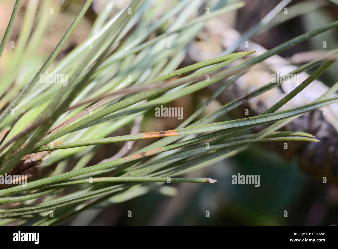 Dothistroma needle blight hi-res stock photography and images - Alamy