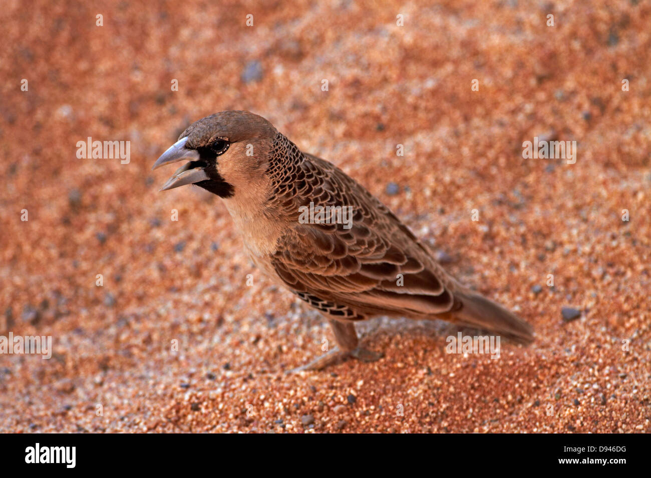Sociable Weaver or Social Weaver (Philetairus socius), Namib-Naukluft ...