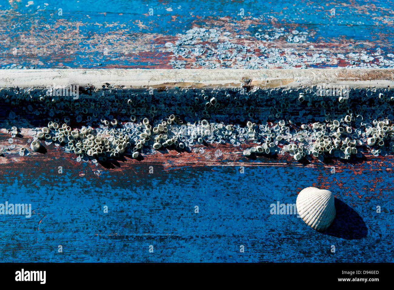 Close-up of shell on blue wooden boat Stock Photo - Alamy