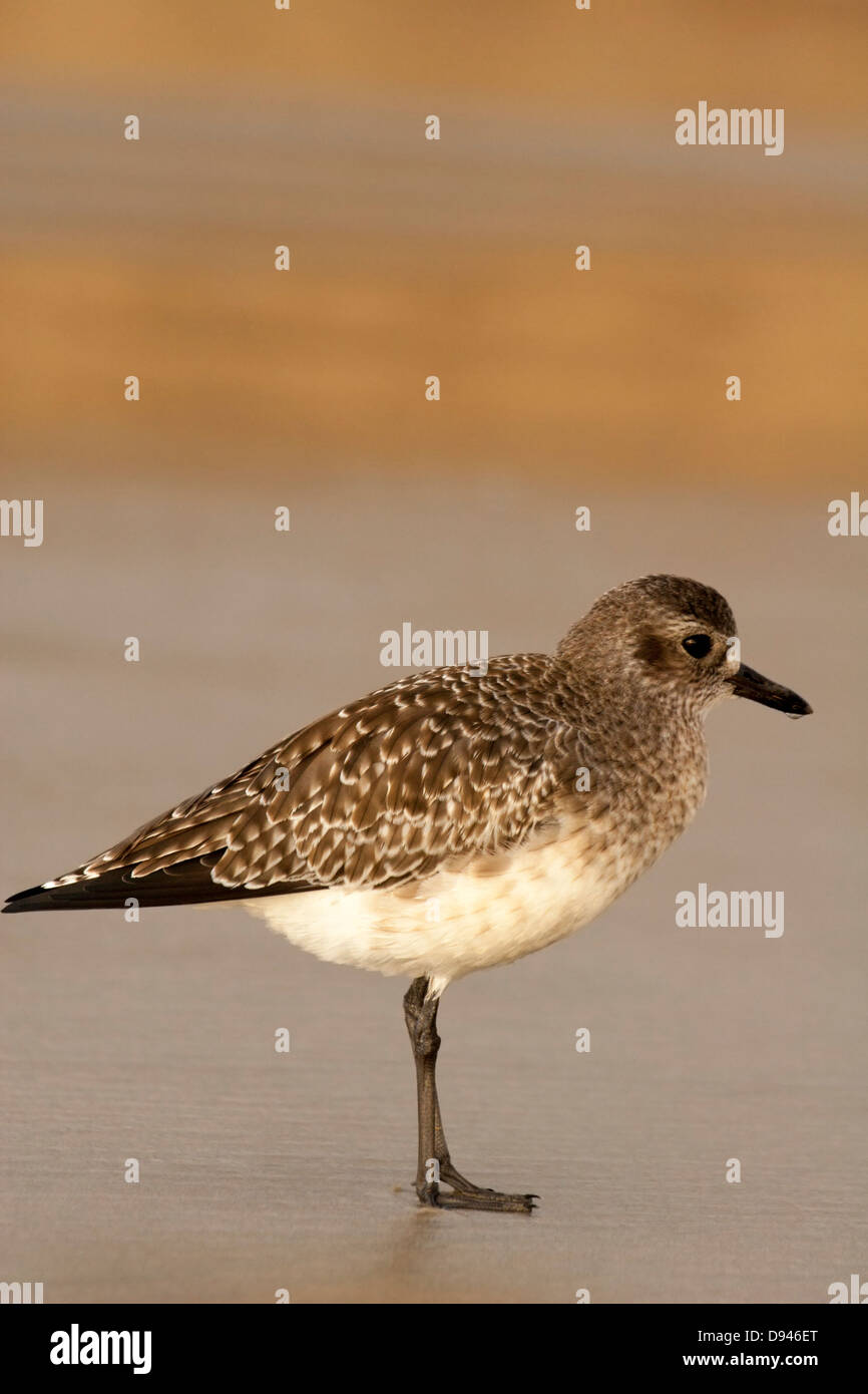 Grey Plover (Pluvialis squatarola), also known as Black-Bellied Plover ...