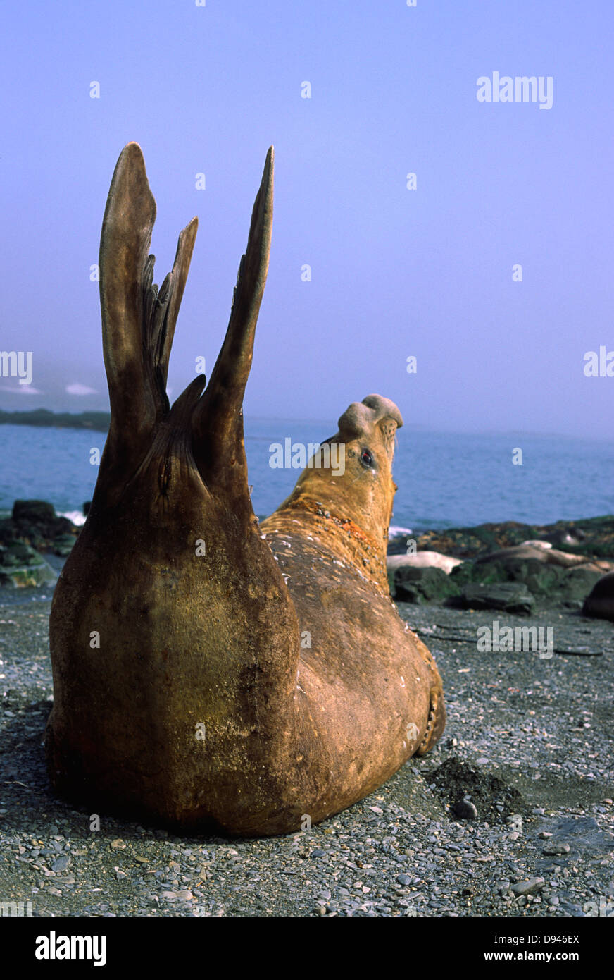 One direction seal hi-res stock photography and images - Alamy