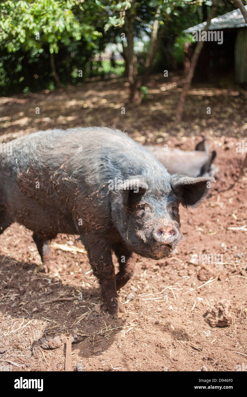 Pig pen hi-res stock photography and images - Alamy