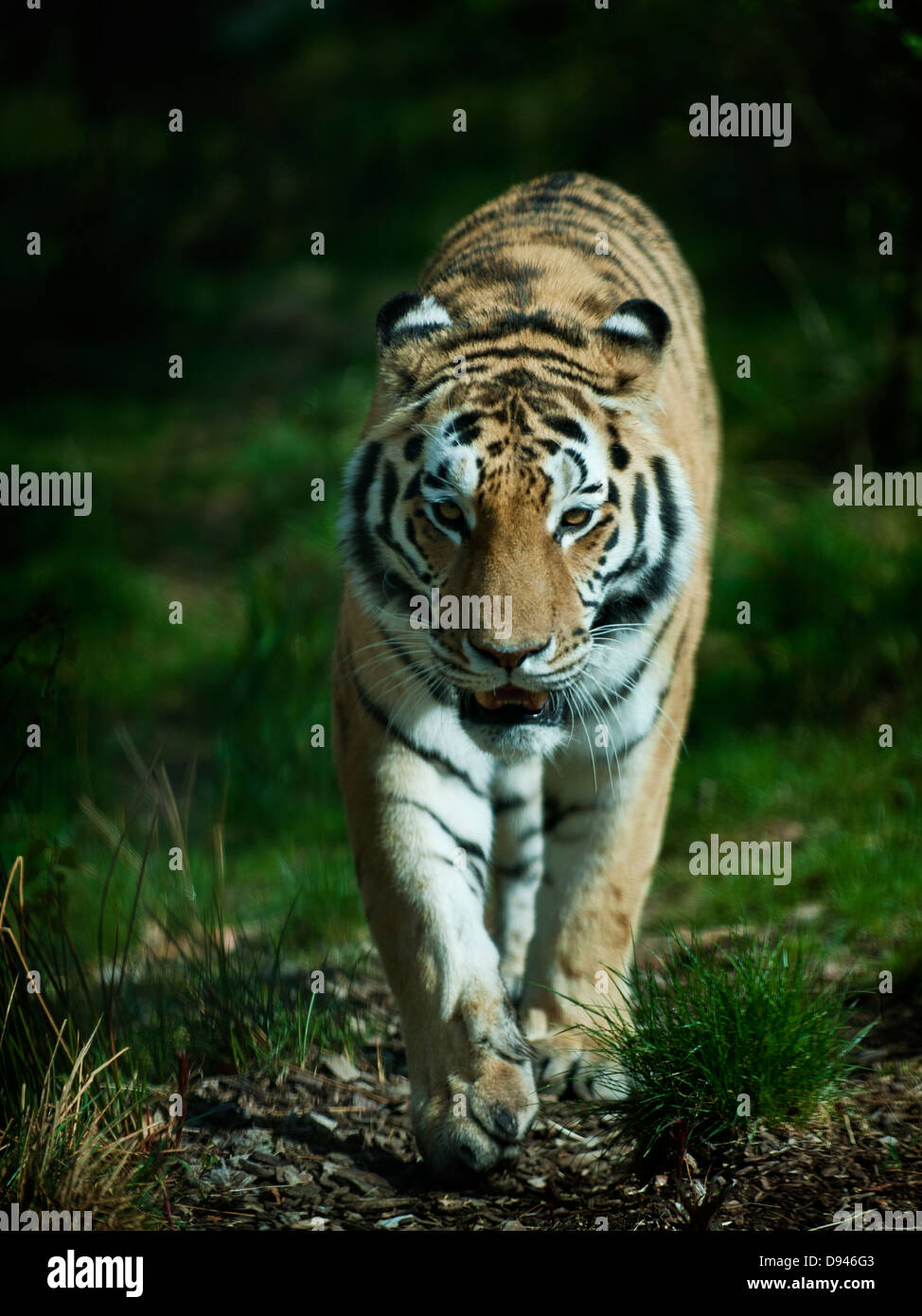 Tiger walking hi-res stock photography and images - Alamy