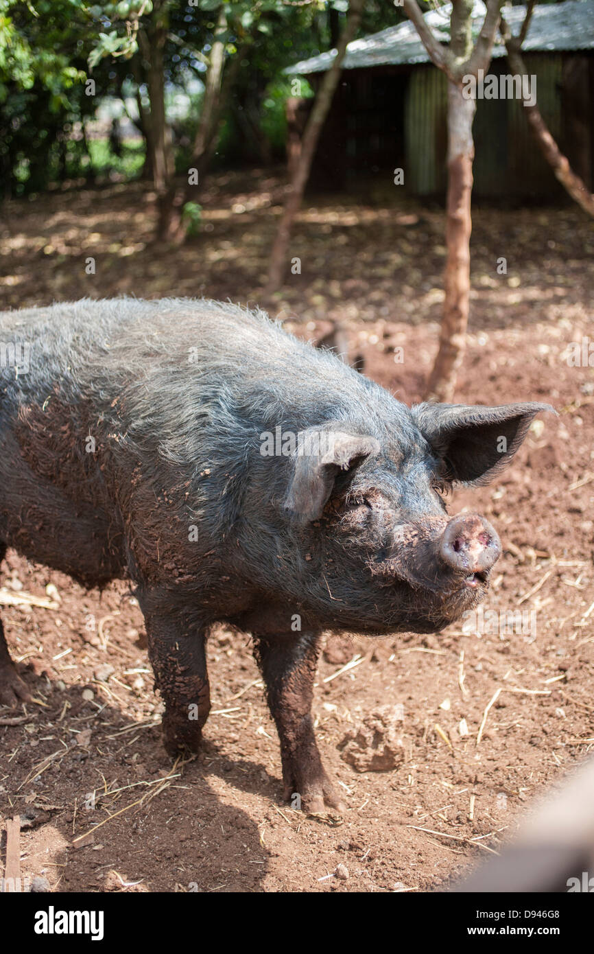 Pig pen hi-res stock photography and images - Alamy