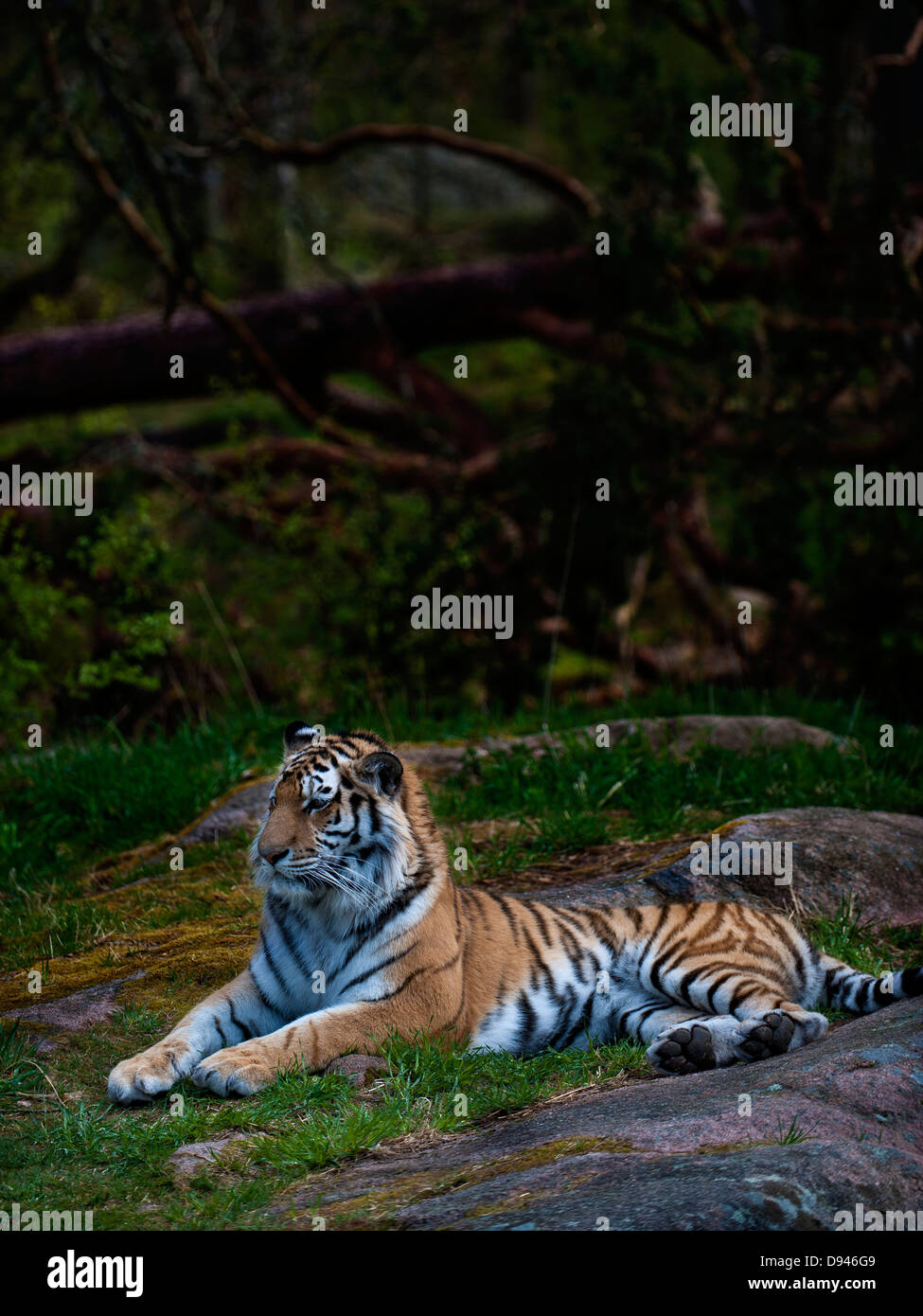 Resting tiger hi-res stock photography and images - Alamy