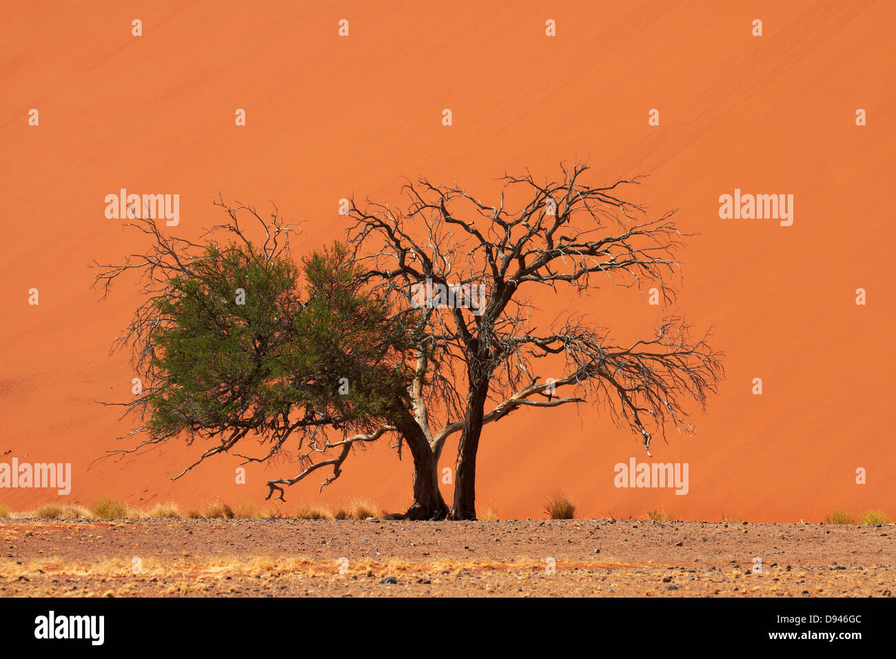 Acacia tree at Dune 45, Namib-Naukluft National Park, Namib Desert ...